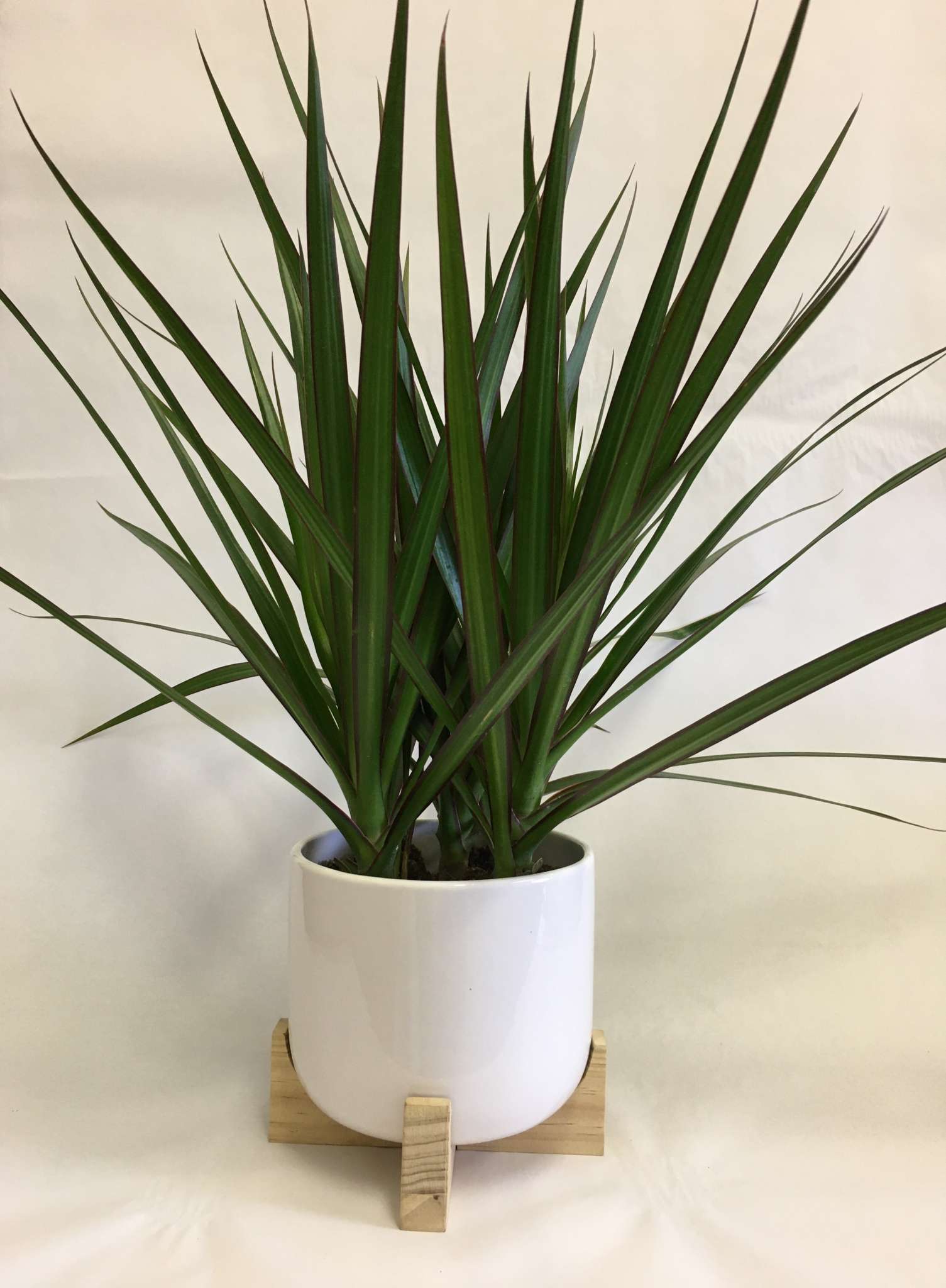 How to Care for a Dracaena Marginata Plant aka Madagascar Dragon Tree ...