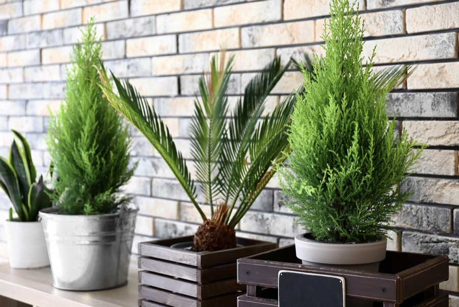 Cypress Plant Care
