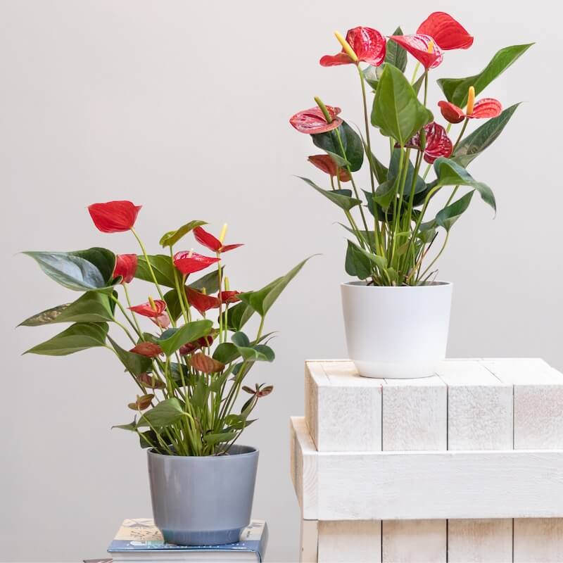 Top Care Tips for Your Anthurium Potted Plant - Horty Girl