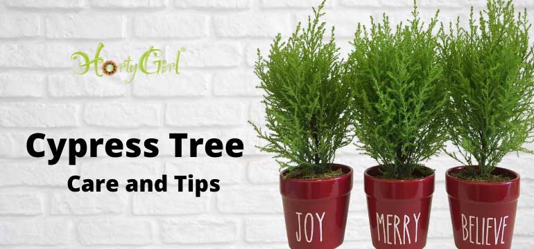 The Best Way to Enjoy Fresh Lemon Smell All Year: Lemon Cypress Tree ...