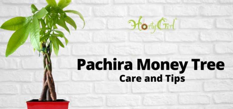 Good Luck and Good Fortune: Pachira Money Tree Plant Care Tips - Horty Girl