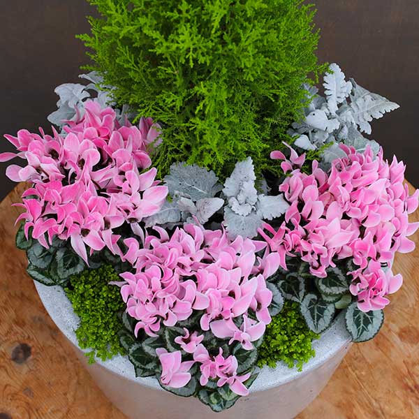 Cypress Trees Plant Fun Facts and Living Decor Ideas - Horty Girl