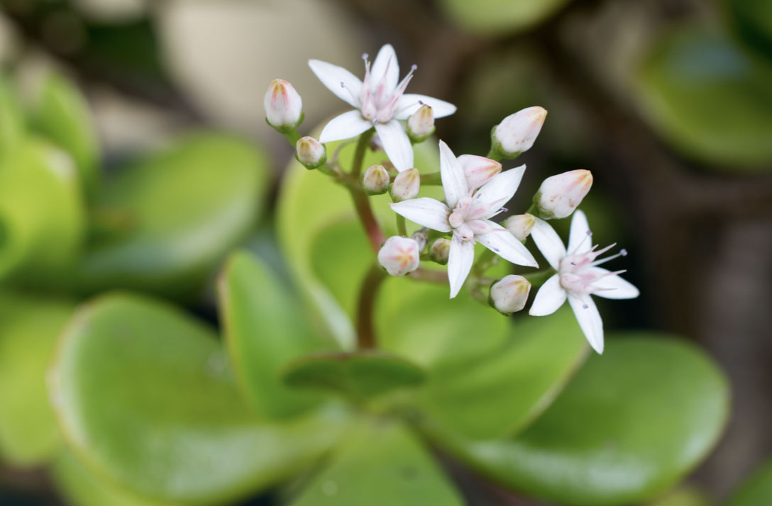 Jade Plant Fun Facts and Living Decor Ideas - Horty Girl