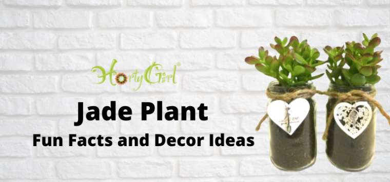 Jade Plant Fun Facts and Living Decor Ideas - Horty Girl