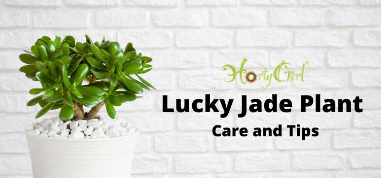 Top Care Tips For Your Lucky Jade Plant - Horty Girl
