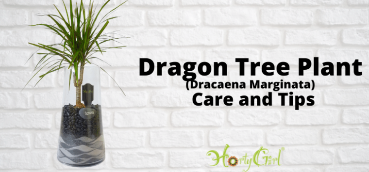 How to Care for a Dracaena Marginata Plant aka Madagascar Dragon Tree ...