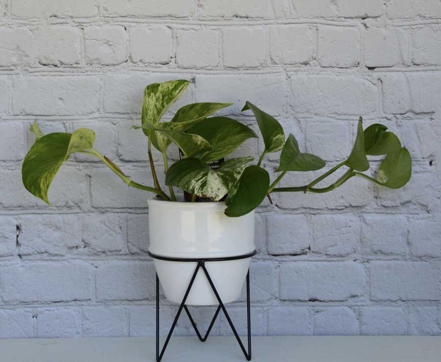 Philodendron plant fun facts and living decor ideas - Horty Girl