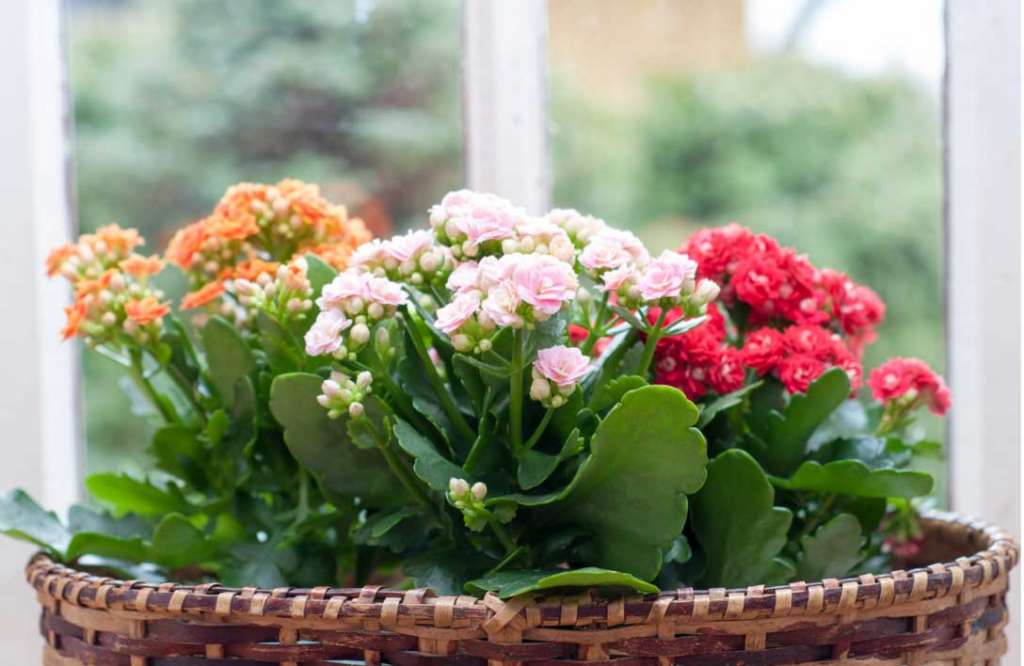 Top Care Tips For Your Calandiva Potted Plant - Horty Girl