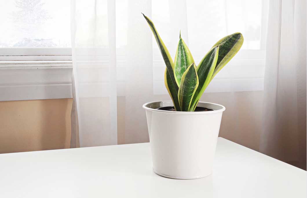 Top Care Tips For Your Sansevieria Potted Plant - Horty Girl