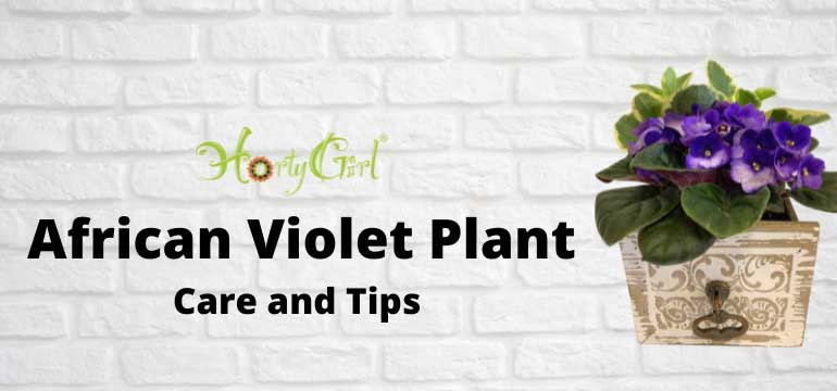 Top Care Tips For Your African Violet Potted Plant - Horty Girl