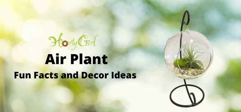 Fun Facts and Living Decor Ideas for Air Plants - Horty Girl