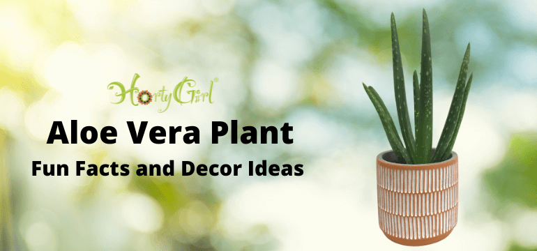 Aloe vera plant fun facts and living decor ideas - Horty Girl