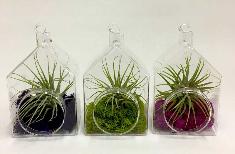 Top Care Tips For Your Indoor Air Plant - Horty Girl