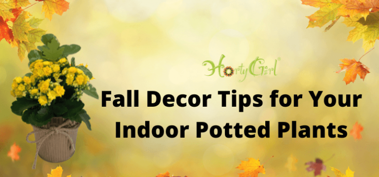 Fall Decor Tips For Your Indoor Potted Plants - Horty Girl