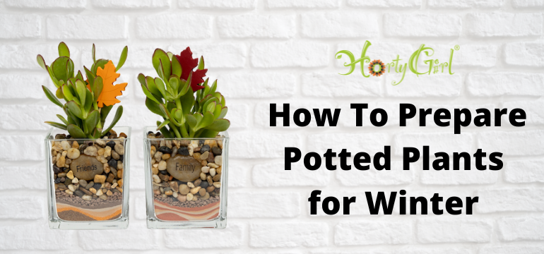 How To Prepare Your Indoor Potted Plants for Winter - Horty Girl