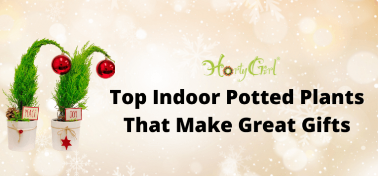 Top Indoor Potted Plants That Make Great Gifts - Horty Girl