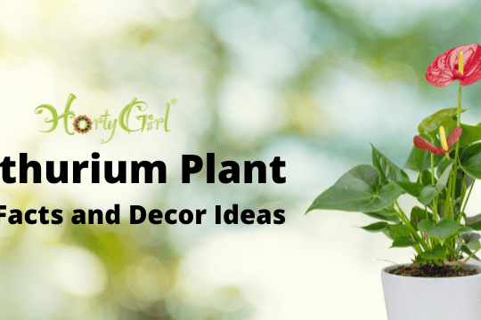 Calandiva Potted Plant Fun Facts and Living Decor Ideas - Horty Girl