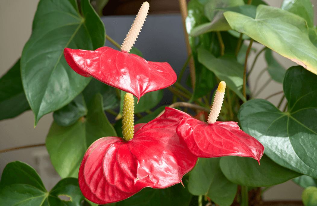 Anthurium Potted Plant Fun Facts and Living Decor Ideas - Horty Girl