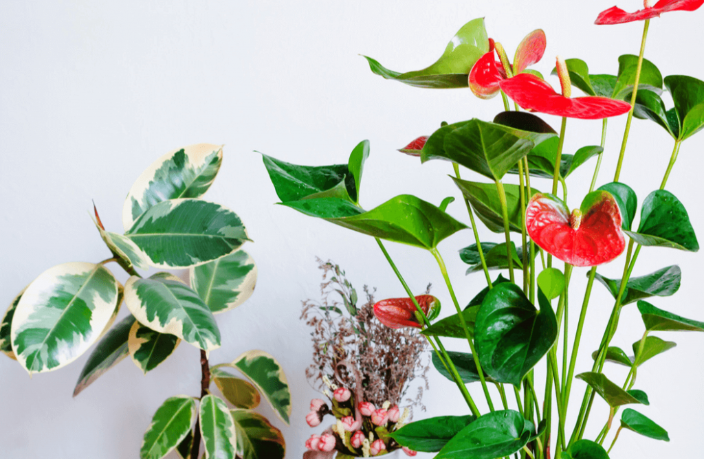 Anthurium Potted Plant Fun Facts and Living Decor Ideas - Horty Girl