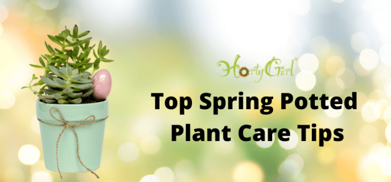 Top Spring Potted Plant Care Tips - Horty Girl