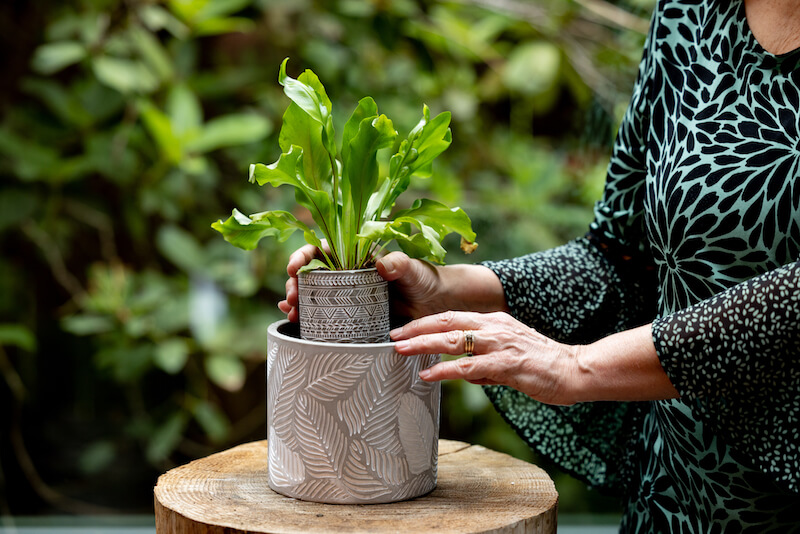 Top Spring Potted Plant Care Tips - Horty Girl