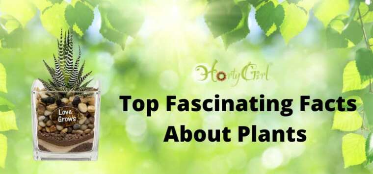 Top Fascinating Facts About Plants - Horty Girl