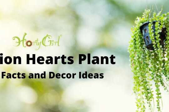 Ellwoodii Potted Plant Fun Facts and Living Decor Ideas - Horty Girl