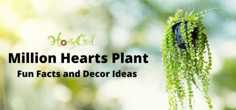 Million Hearts Potted Plant Fun Facts and Living Decor Ideas - Horty Girl