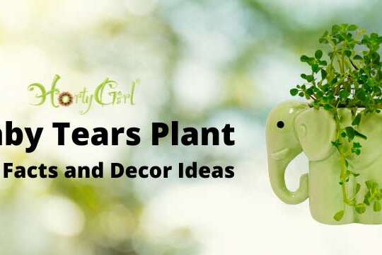 Top Fascinating Facts About Plants - Horty Girl