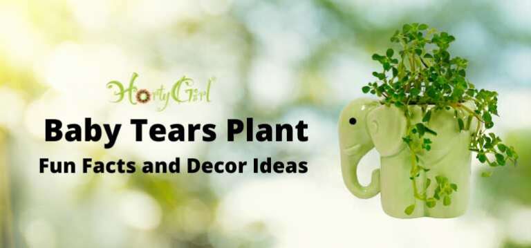 Baby Tears Potted Plant Fun Facts and Living Decor Ideas - Horty Girl