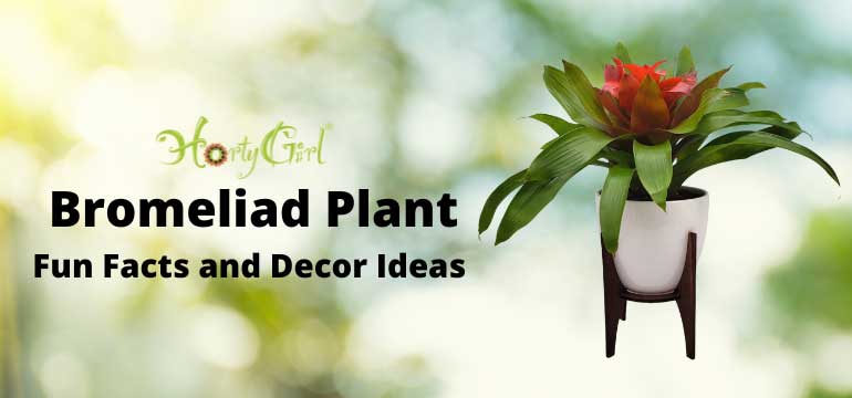 Bromeliad Potted Plant Fun Facts and Living Decor Ideas - Horty Girl
