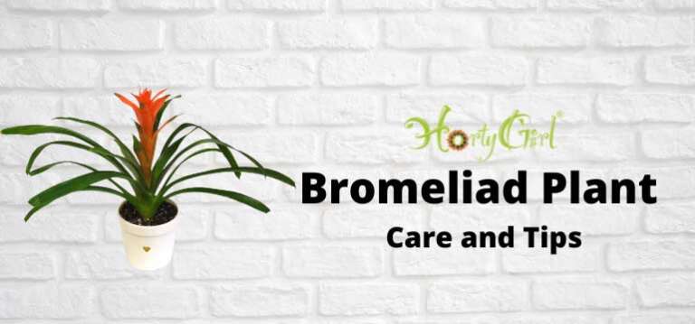 Top Care Tips for the Bromeliad Potted Plant - Horty Girl