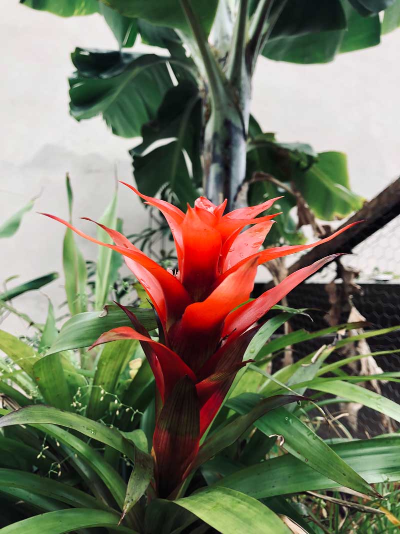 Top Care Tips for the Bromeliad Potted Plant - Horty Girl