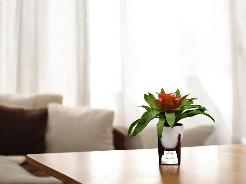 Top Care Tips for the Bromeliad Potted Plant - Horty Girl