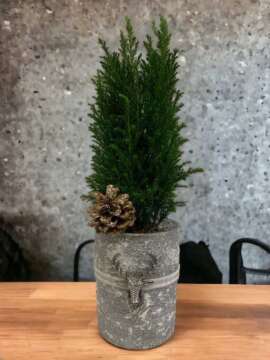 Ellwoodii Potted Plant Fun Facts and Living Decor Ideas - Horty Girl