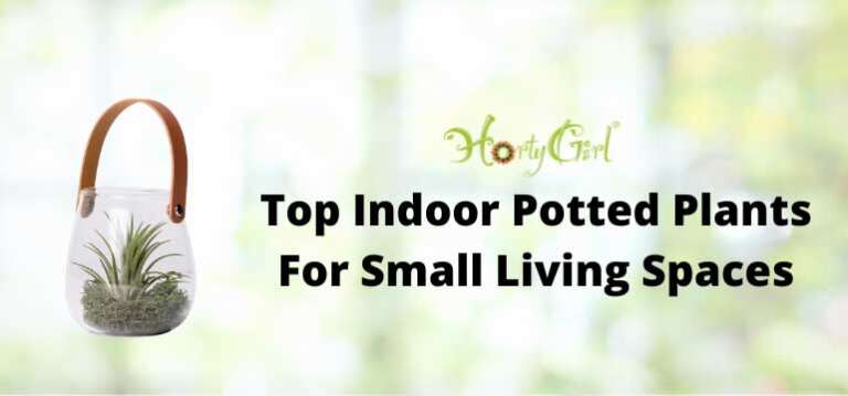 Top Indoor Potted Plants for Small Living Spaces - Horty Girl