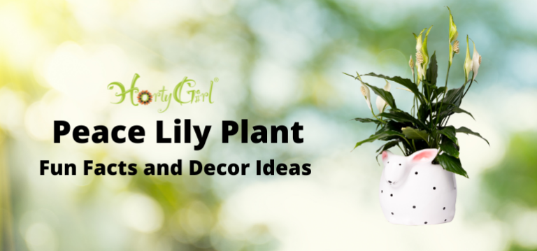 Peace Lily Potted Plant Fun Facts and Living Decor Ideas - Horty Girl