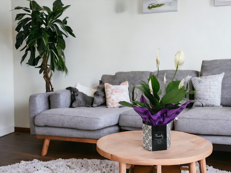 Peace Lily Potted Plant Fun Facts and Living Decor Ideas - Horty Girl