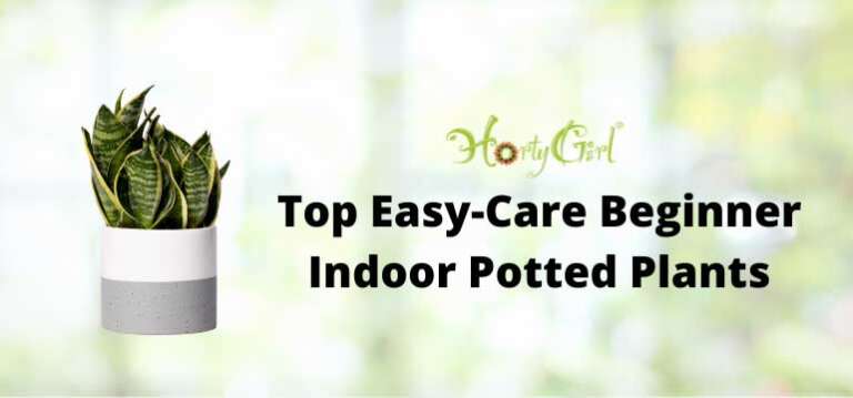 Top Easy-Care Beginner Indoor Potted Plants - Horty Girl