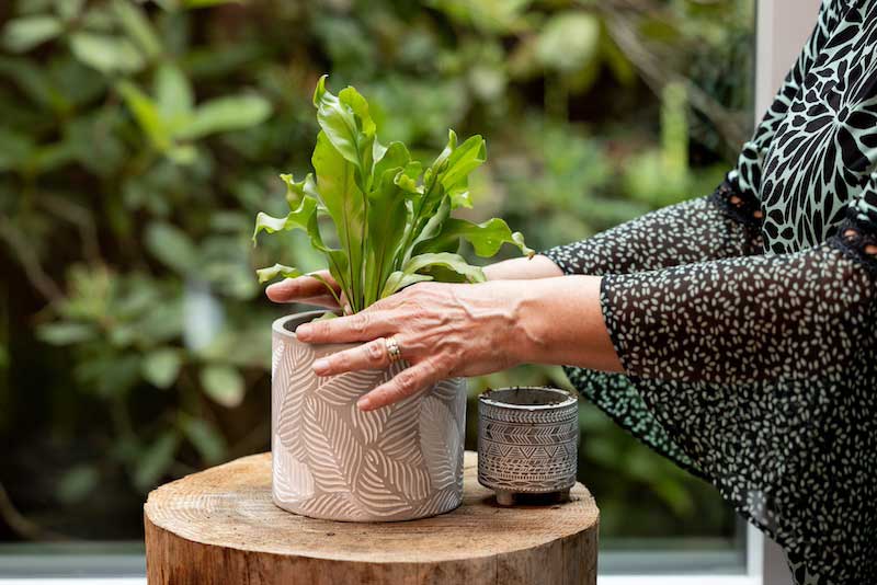 How To Repot Your Indoor Potted Plants - Horty Girl