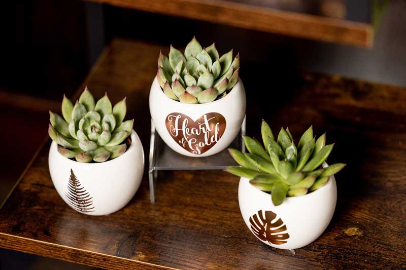 Top Easy-Care Beginner Indoor Potted Plants - Horty Girl