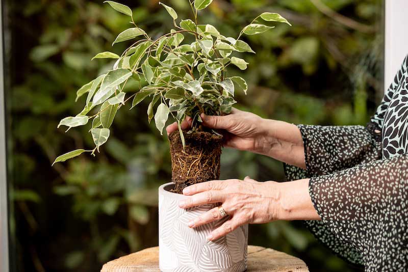 How To Repot Your Indoor Potted Plants - Horty Girl
