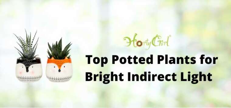 Top Potted Plants for Bright Indirect Light - Horty Girl