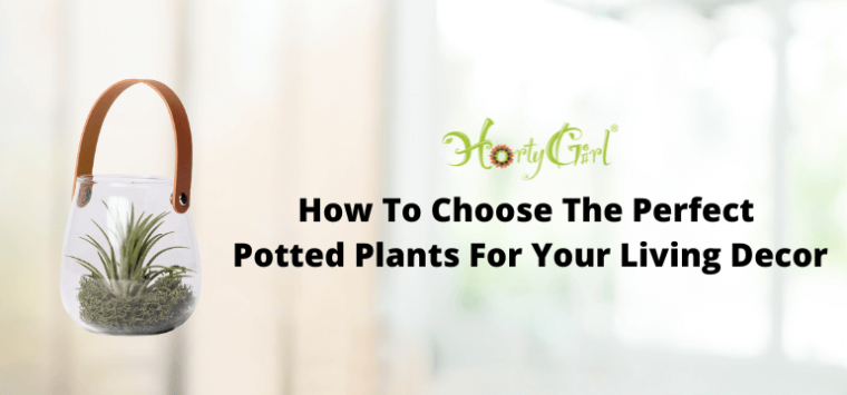 How to Choose the Perfect Potted Plants For Your Living Decor - Horty Girl