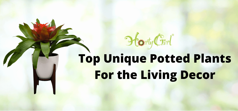 Top Unique Potted Plants For Your Living Decor - Horty Girl