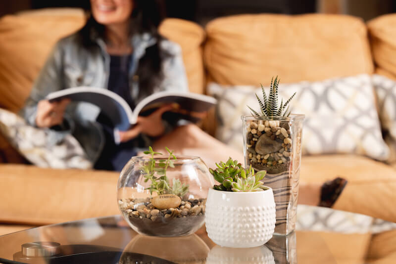 How to Choose the Perfect Potted Plants For Your Living Decor - Horty Girl