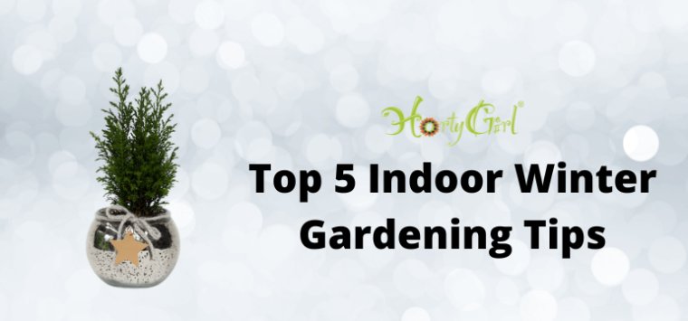 Top 5 Winter Indoor Gardening Tips - Horty Girl
