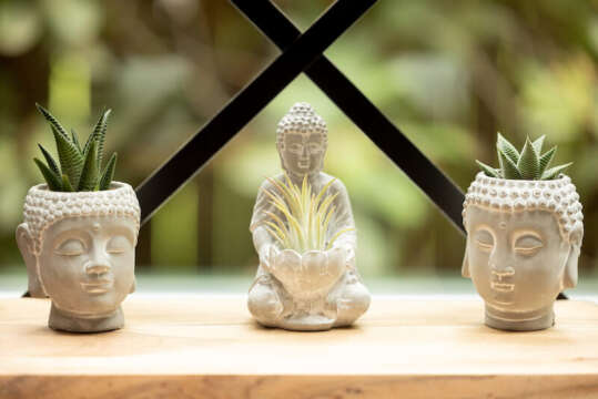 Top Unique Potted Plants For Your Living Decor - Horty Girl