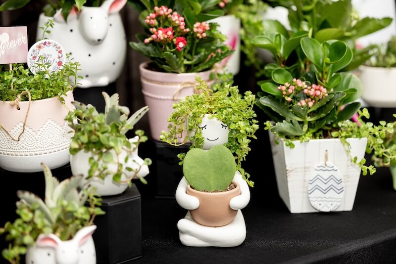 Top Unique Potted Plants For Your Living Decor - Horty Girl