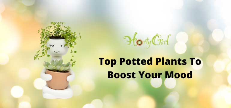 Top Potted Plants To Boost Your Mood - Horty Girl